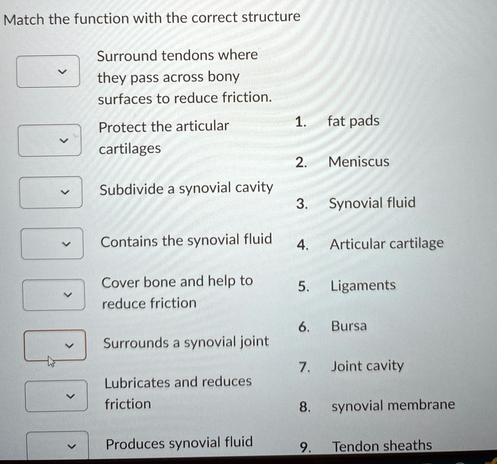 Match the function with the correct structure Surround tendons where ...