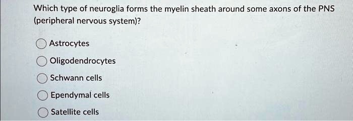 SOLVED: Which type of neuroglia forms the myelin sheath around some axons of the PNS (peripheral ...