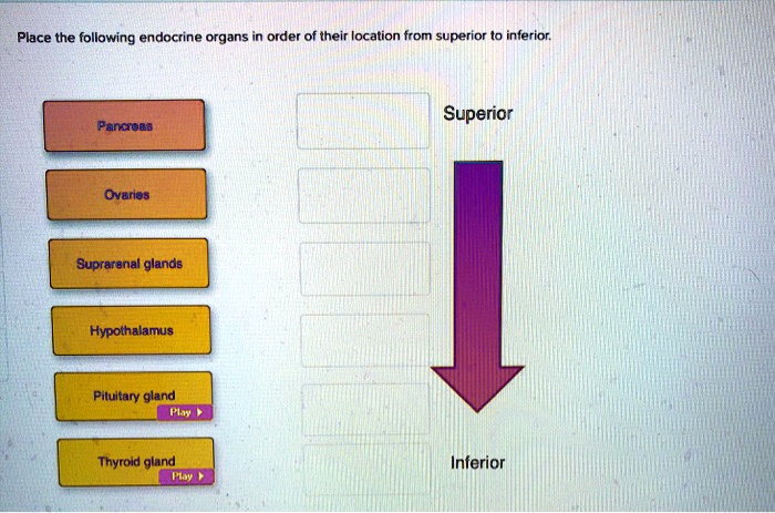 SOLVED: Place the following endocrine organs in order of their location from superior to ...