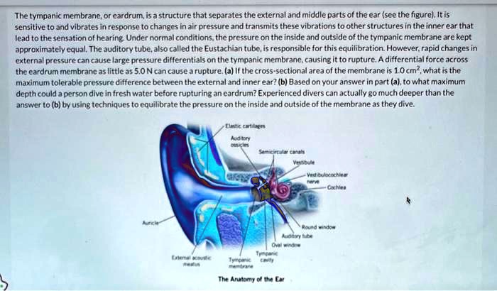 The tympanic membrane, or eardrum, is a structure that separates the ...