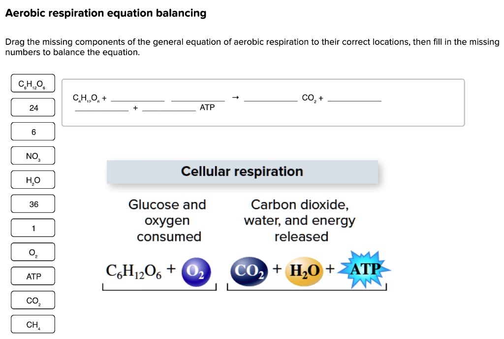 Aerobic Respiration Equation BalancingDrag The Missin SolvedLib Aerobic Respiration Equation BalancingDrag The Missin SolvedLib