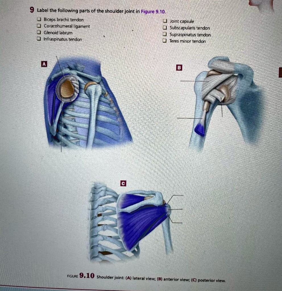 label the following parts of the shoulder joint in figure 910 biceps ...