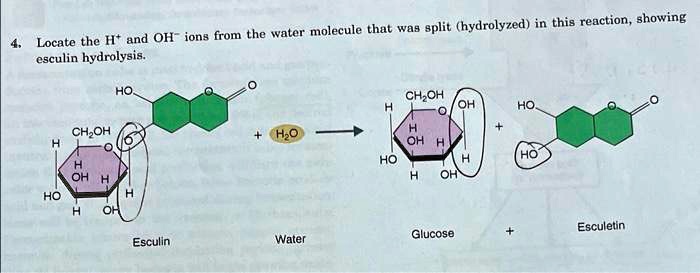 SOLVED: Locate the H and OH- ions from the water molecule that was ...