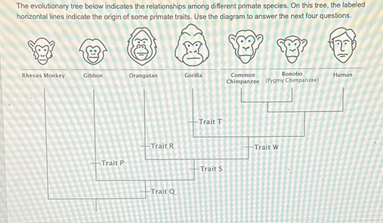 The evolutionary tree below indicates the relationships among different ...