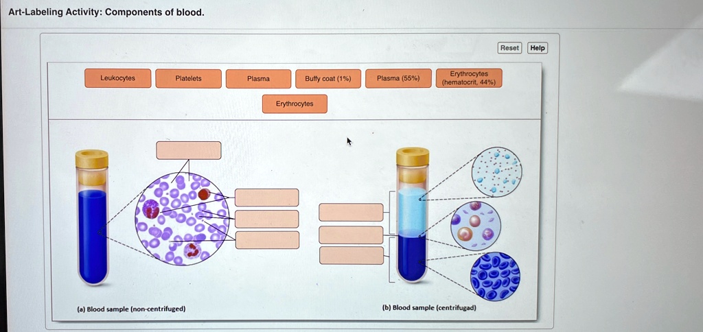 art labeling activity components of blood leukocytes platelets plasma ...