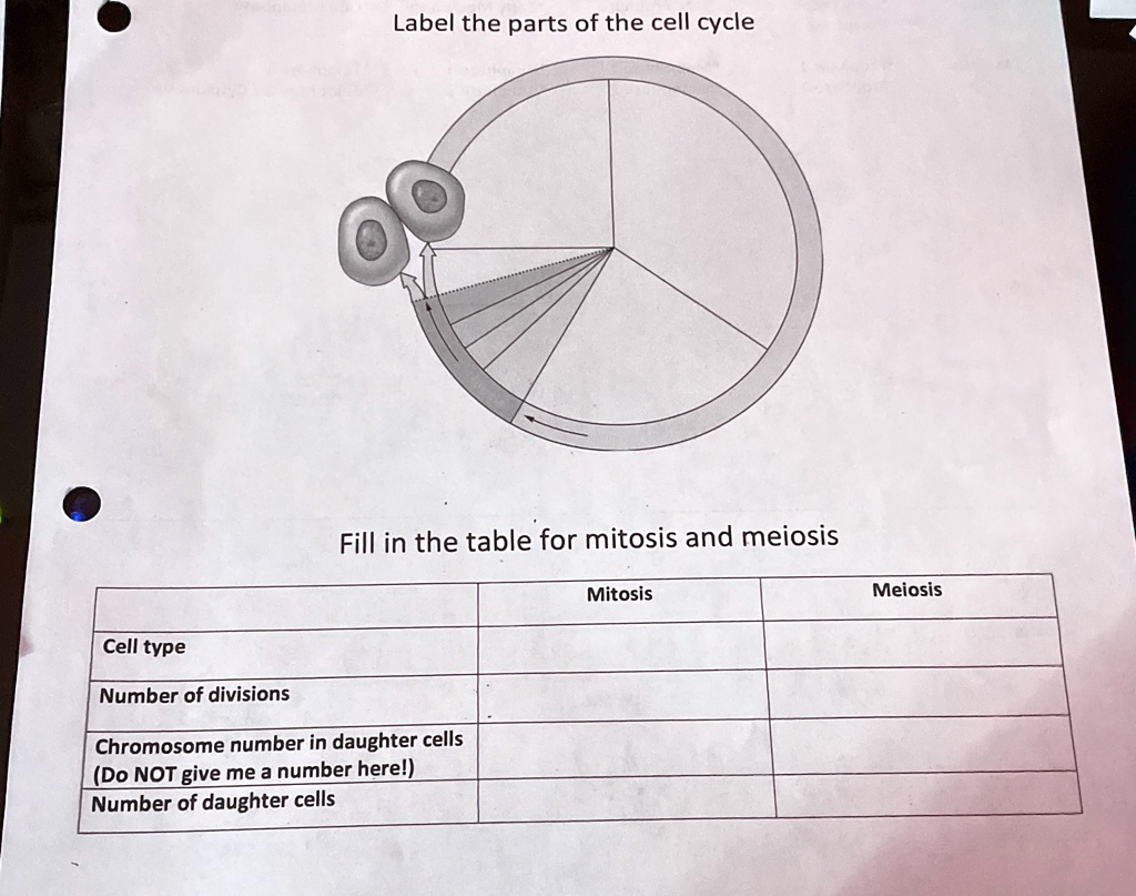 Label the parts of the cell cycle Fill in the table for mitosis and ...