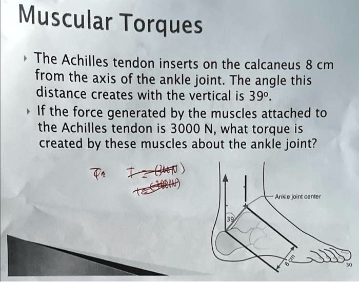 Muscular Torques ? The Achilles tendon inserts on the calcaneus 8 cm ...