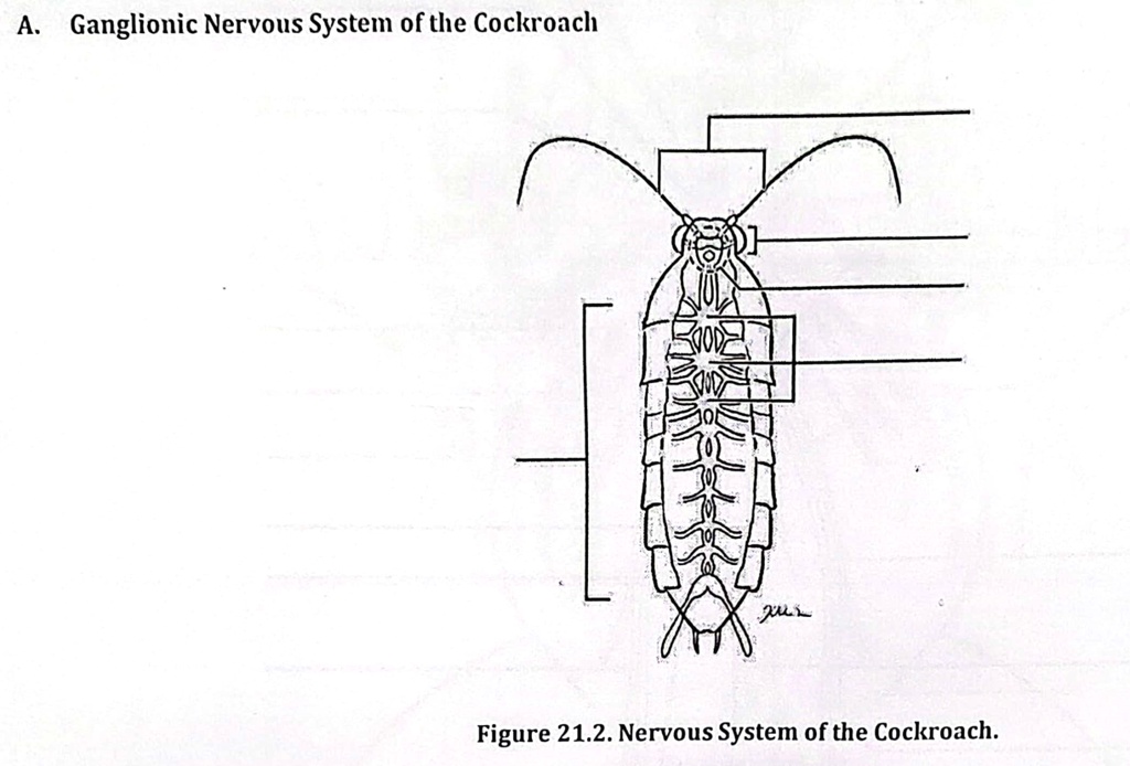 A. Ganglionic Nervous System of the Cockroach Figure 21.2. Nervous ...