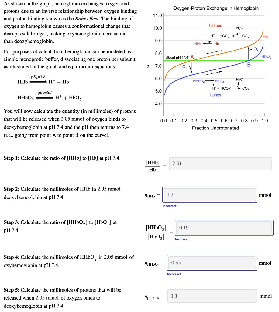 As shown in the graph, hemoglobin exchanges oxygen and protons due to ...