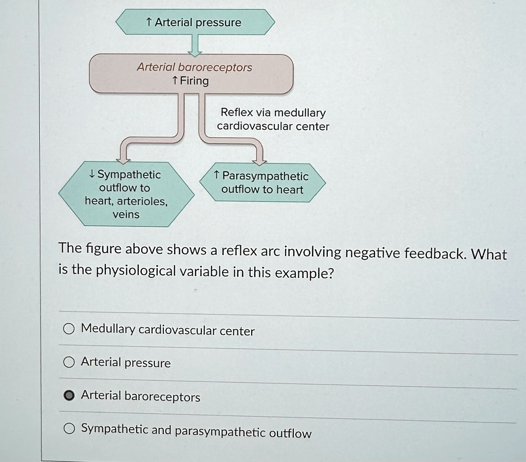 SOLVED: The figure above shows a reflex arc involving negative feedback ...