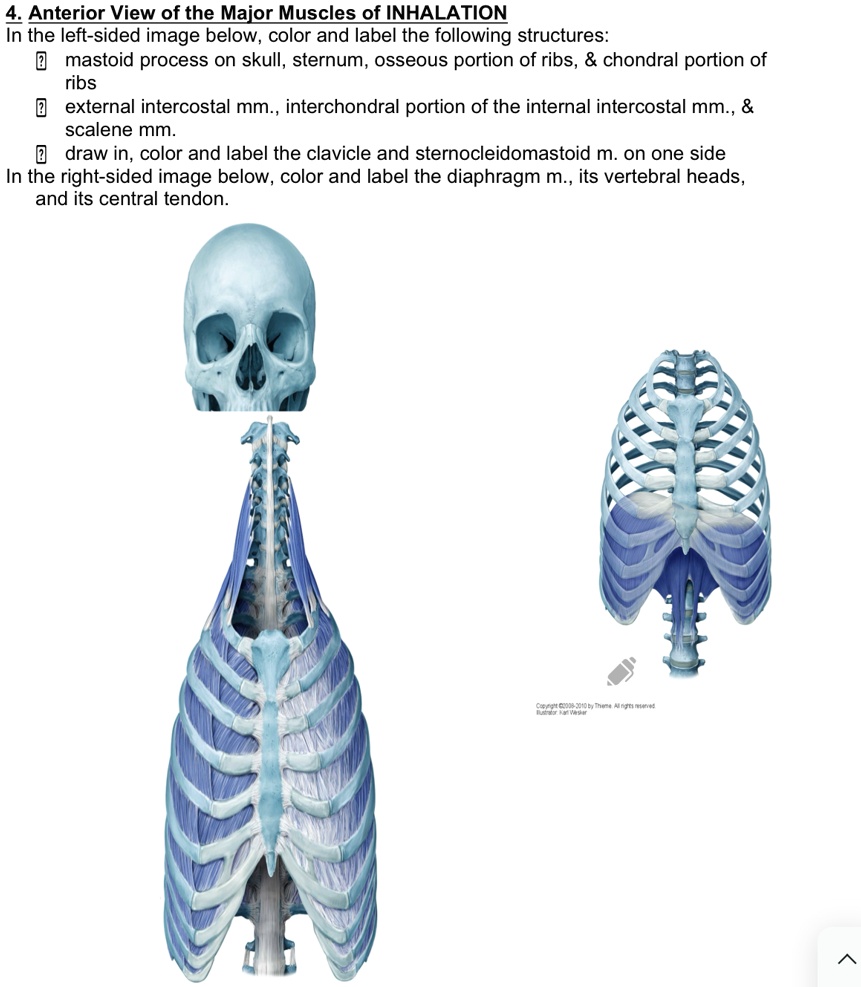 Anterior View of the Major Muscles of INHALATION In the left-sided ...