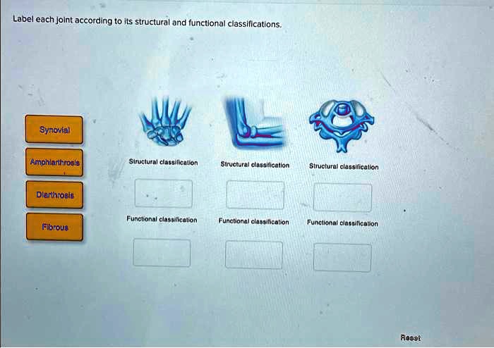SOLVED: Label each joint according to its structural and functional classifications. Synovial ...