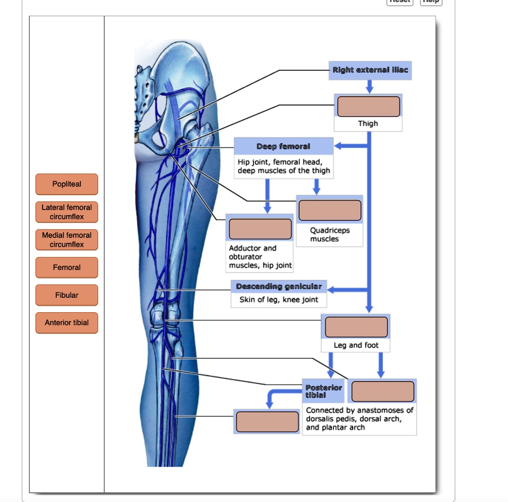 SOLVED: Drag the labels to the appropriate location in the figure ...