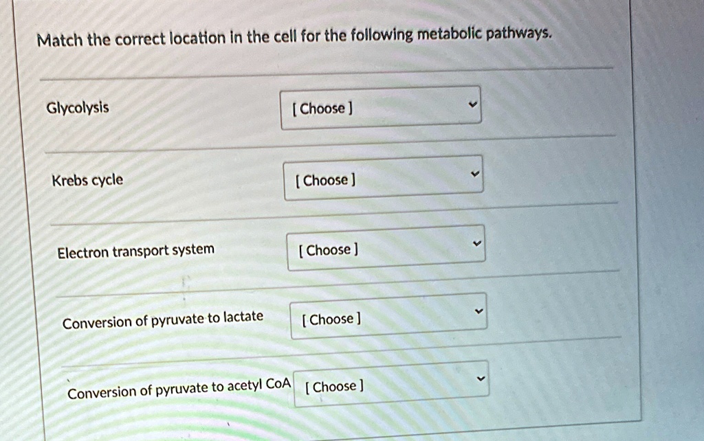 match the correct location in the cell for the following metabolic ...