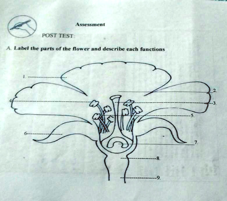 SOLVED: A. Label the parts of the flower and describe each function ...