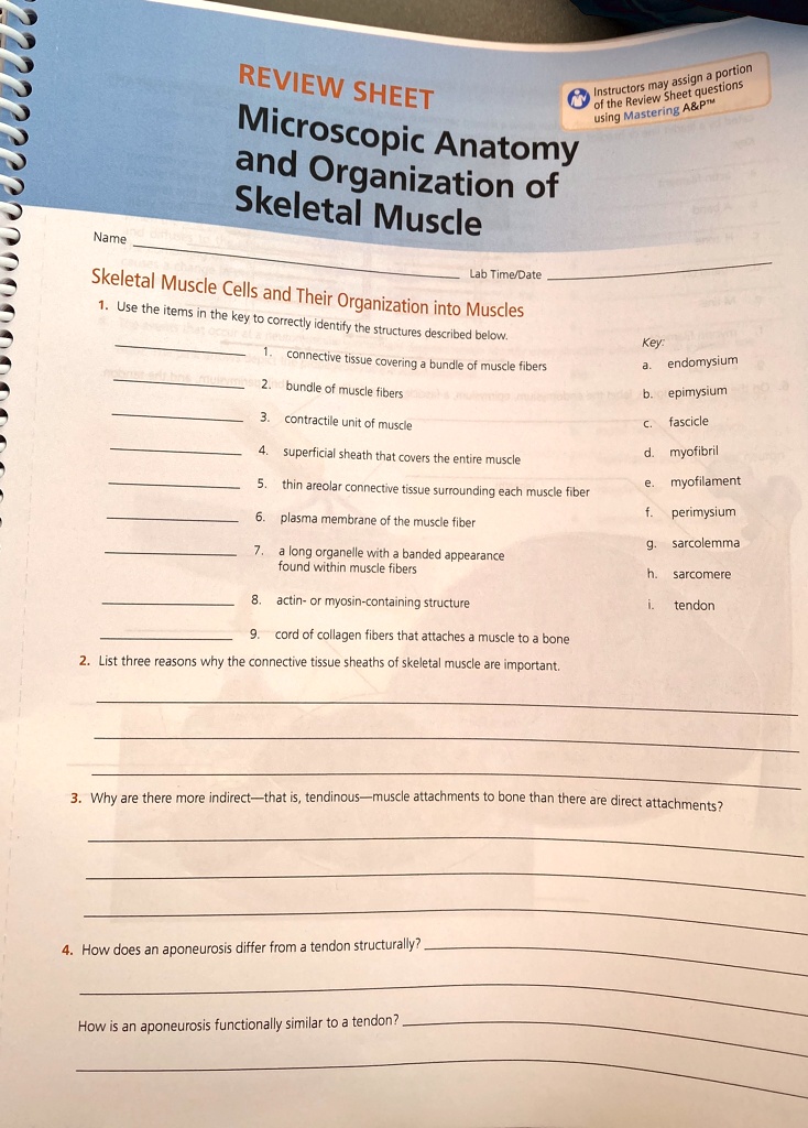 Name REVIEW SHEET Microscopic Anatomy and Organization of Skeletal ...