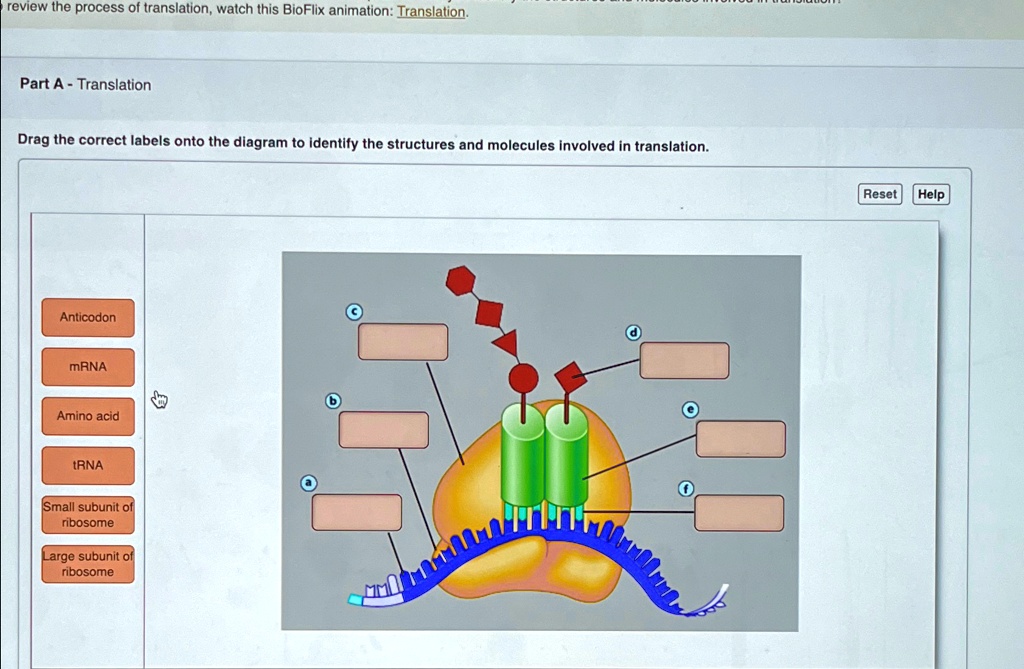 review the process of translation watch this bioflix animation ...