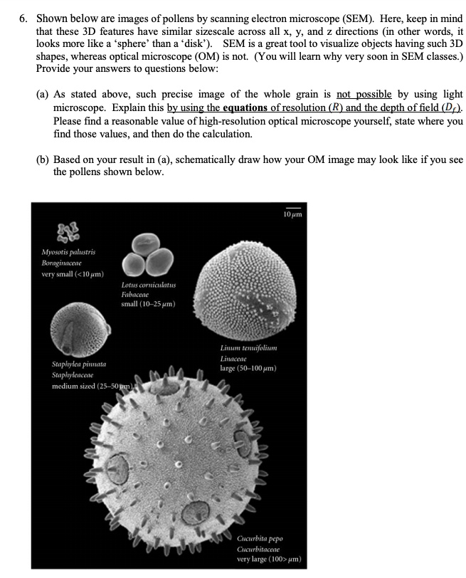 SOLVED: Shown below are images of pollen by scanning electron ...