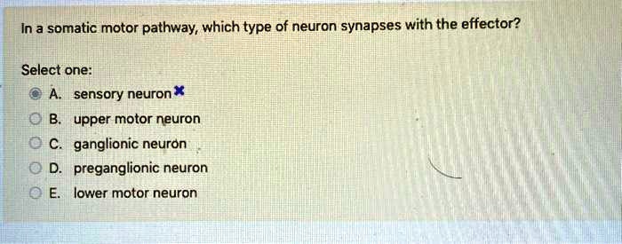 SOLVED: In a somatic motor pathway which type of neuron synapses with ...