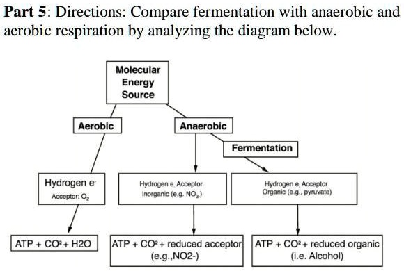 Part 5: Directions: Compare fermentation with anaerobic and aerobic ...
