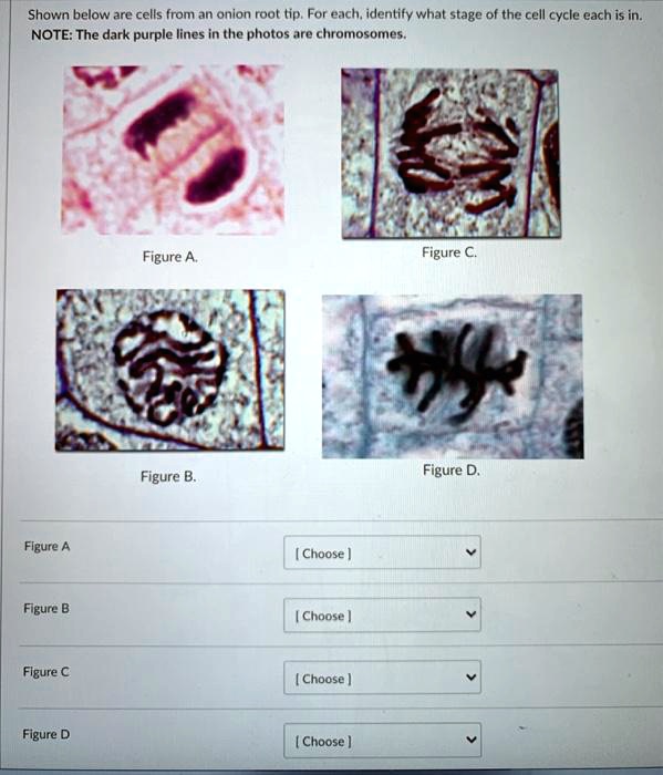 SOLVED:Shown below are cells from an onion root tip For each; identify what stage of the cell ...