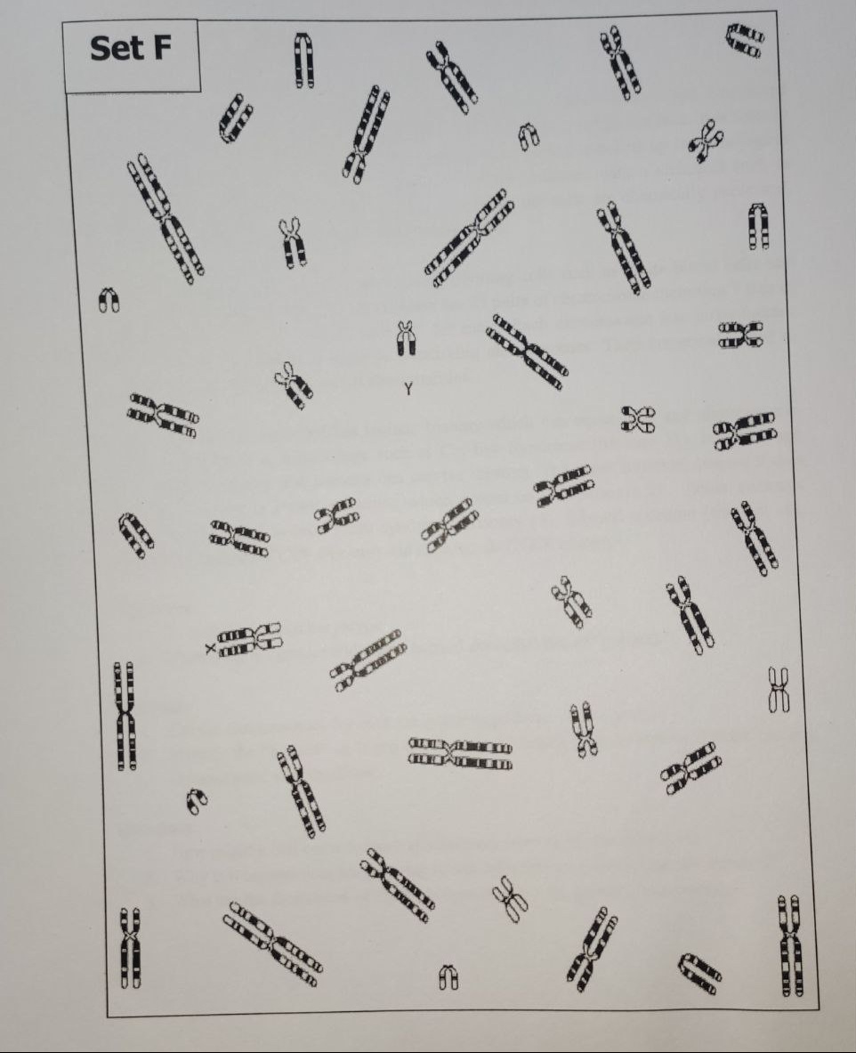 SOLVED: Help me arrange this karyotype by labeling each pair of ...