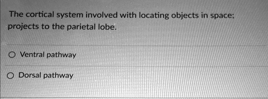 the cortical system involved with locating objects in space projects to the parietal lobe ...