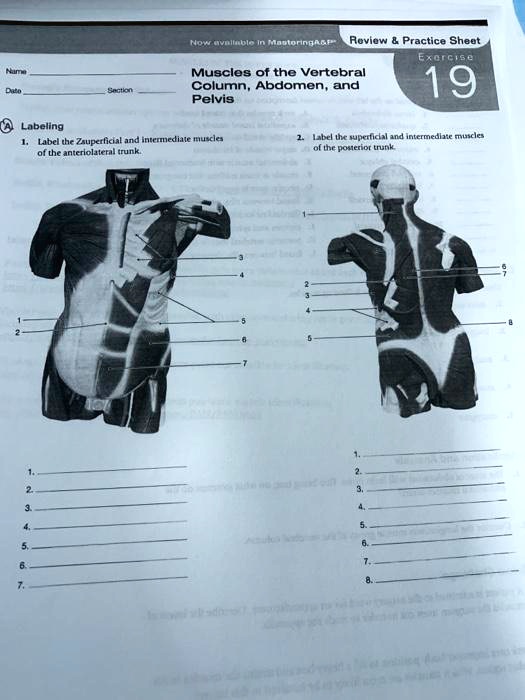 Review Practice Sheet Exercises: Muscles of the Vertebral Column ...