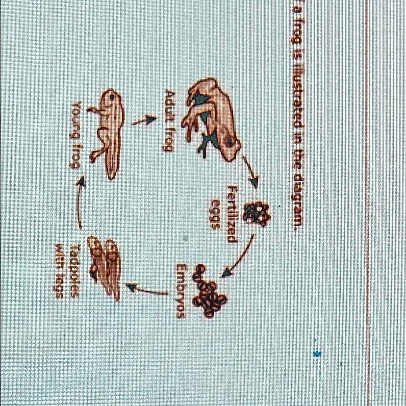 which statement best explains how the cell cycle is important to the ...