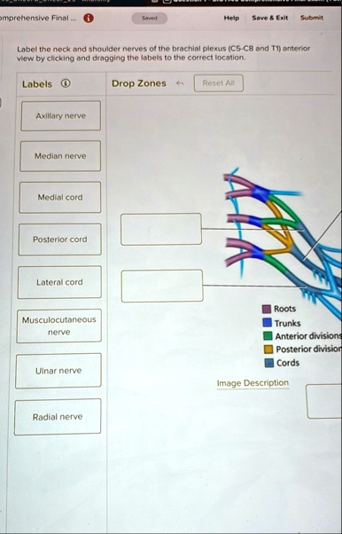 label the neck and shoulder nerves of the brachial plexus c5 c8 and t1 ...