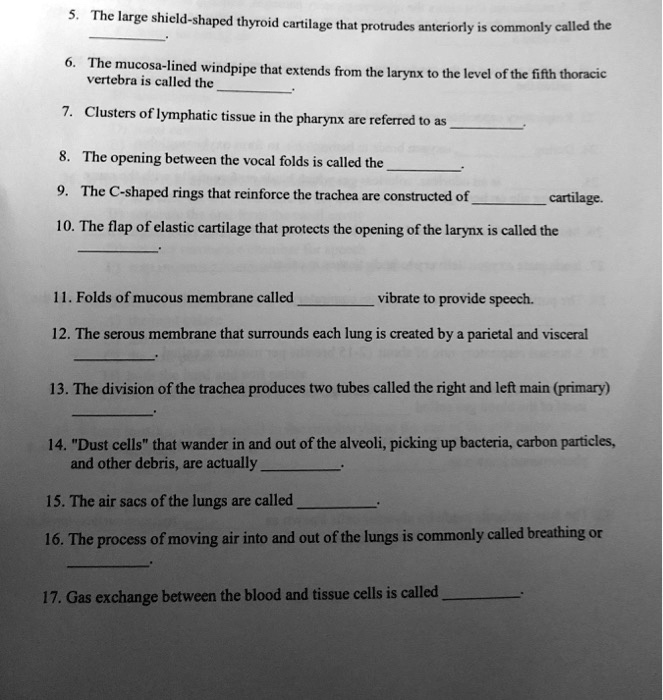 SOLVED: 6.The mucosa-lined windpipe that extends from the larynx to the ...