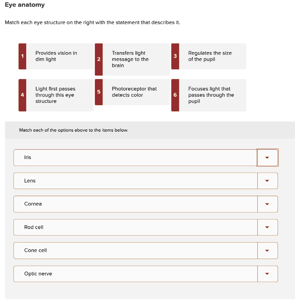 SOLVED: Eye anatomy Match each eye structure on the right with the ...