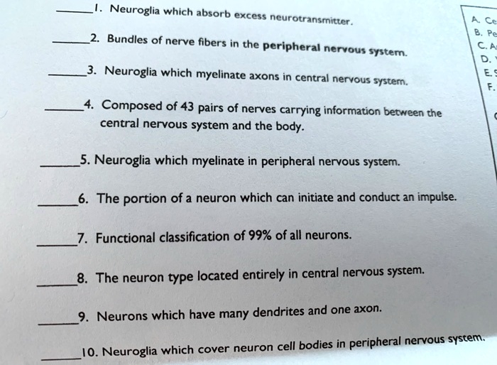 1. Neuroglia which absorb excess neurotransmitter. 2. Bundles of nerve fibers in the peripheral ...