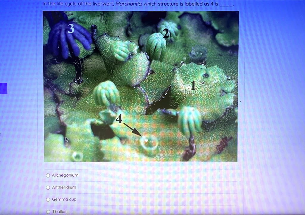 in the life cycle of the liverwort marchantia which structure is ...
