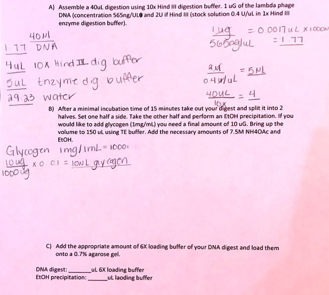 SOLVED: Assemble 4OuL digestion using IOx Hind III digestion buffer. uG of the lambda phage DNA ...