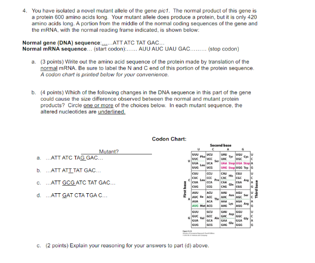 4. You have isolated a novel mutant allele of the gene pic1. The normal product of this gene is ...