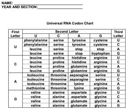 SOLVED: NAME= YEAR AND SECTION: Universal RNA Codon Chart First Second ...