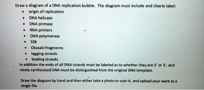 draw diagram of a dna replication bubble the diagram must include and ...