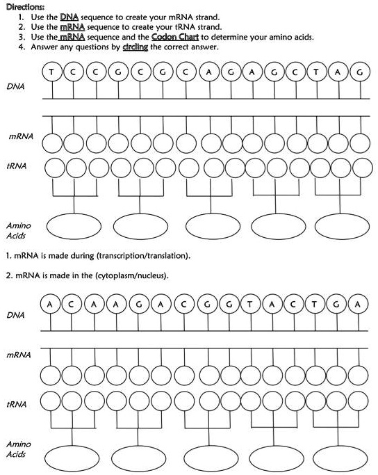 Directions: 1. Use the DNA sequence to create your mRNA strand. 2. Use the mRNA sequence to ...