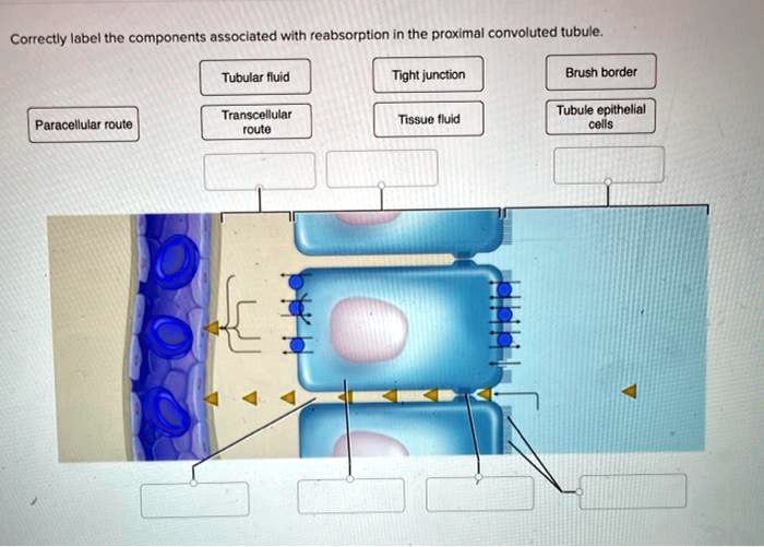 SOLVED: Correctly label the components associated with reabsorption in ...