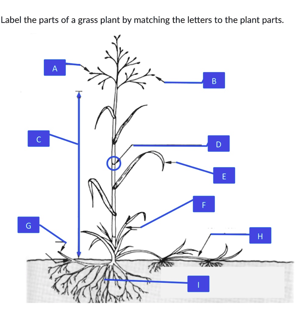 SOLVED: Plant Morphology Label the parts of a grass plant by matching ...