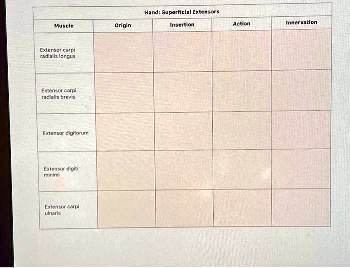 Hand: Superficial Extensors Muscle Origin Insertion Action Innervation ...