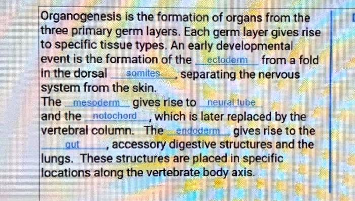 Organogenesis is the formation of organs from the three primary germ ...