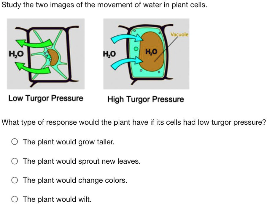 SOLVED: 'Please answer tysm!!! Study the two images of the movement of ...