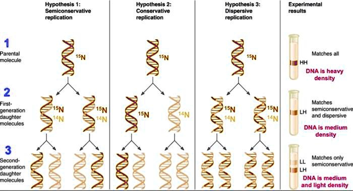 SOLVED: Explain the steps of the experiment shown in the diagram. What ...
