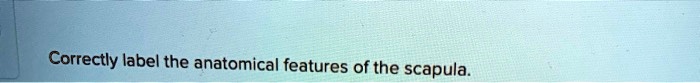 SOLVED: Correctly label the anatomical features of the scapula. SOLVED: Correctly label the anatomical features of the scapula.