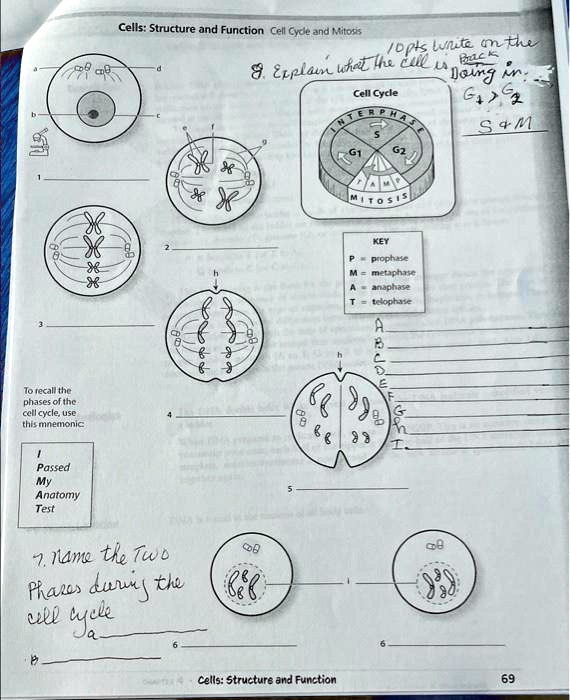 Mitosis Worksheet Phases Of The Cell Cycle
