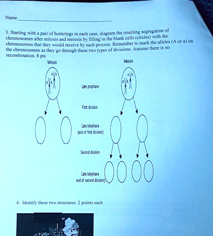 SOLVED: Name Starting with pair of homologs in cach case: diagram the resulting segregation ...