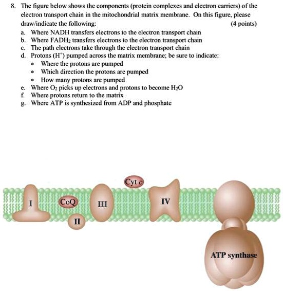 8. The figure below shows the components (protein complexes and ...