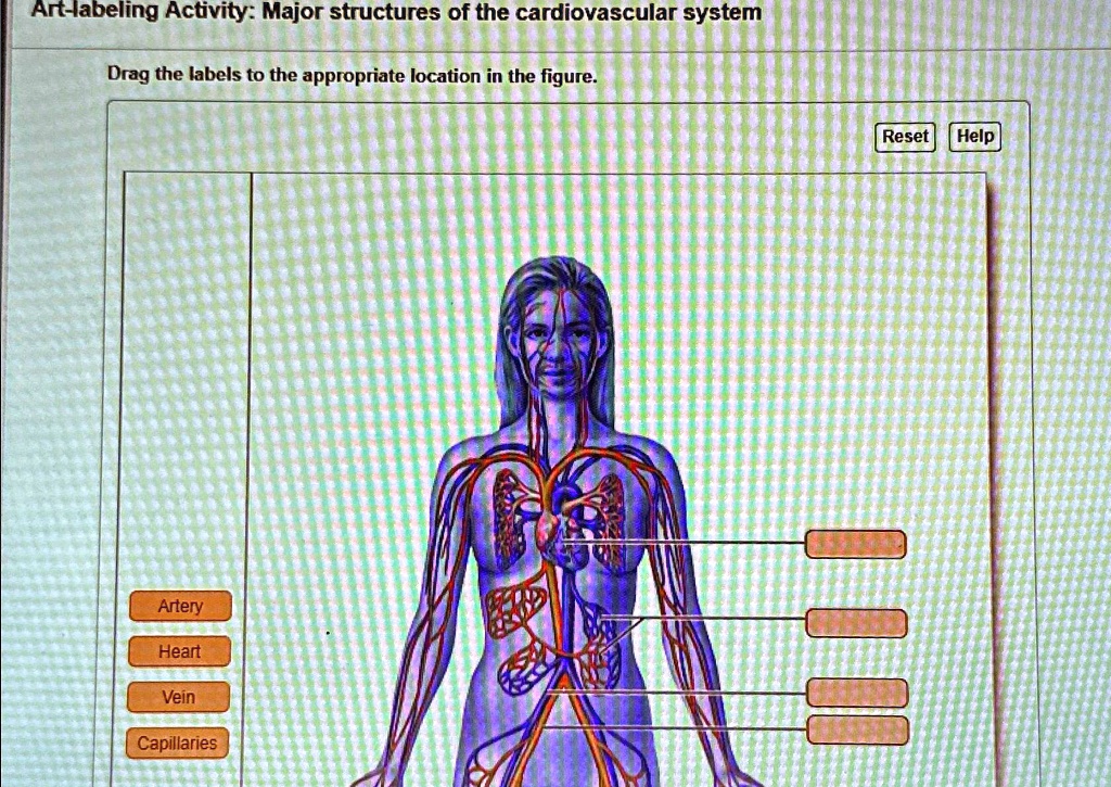 SOLVED: Art-labeling Activity: Major structures of the cardiovascular system Drag the labels to ...
